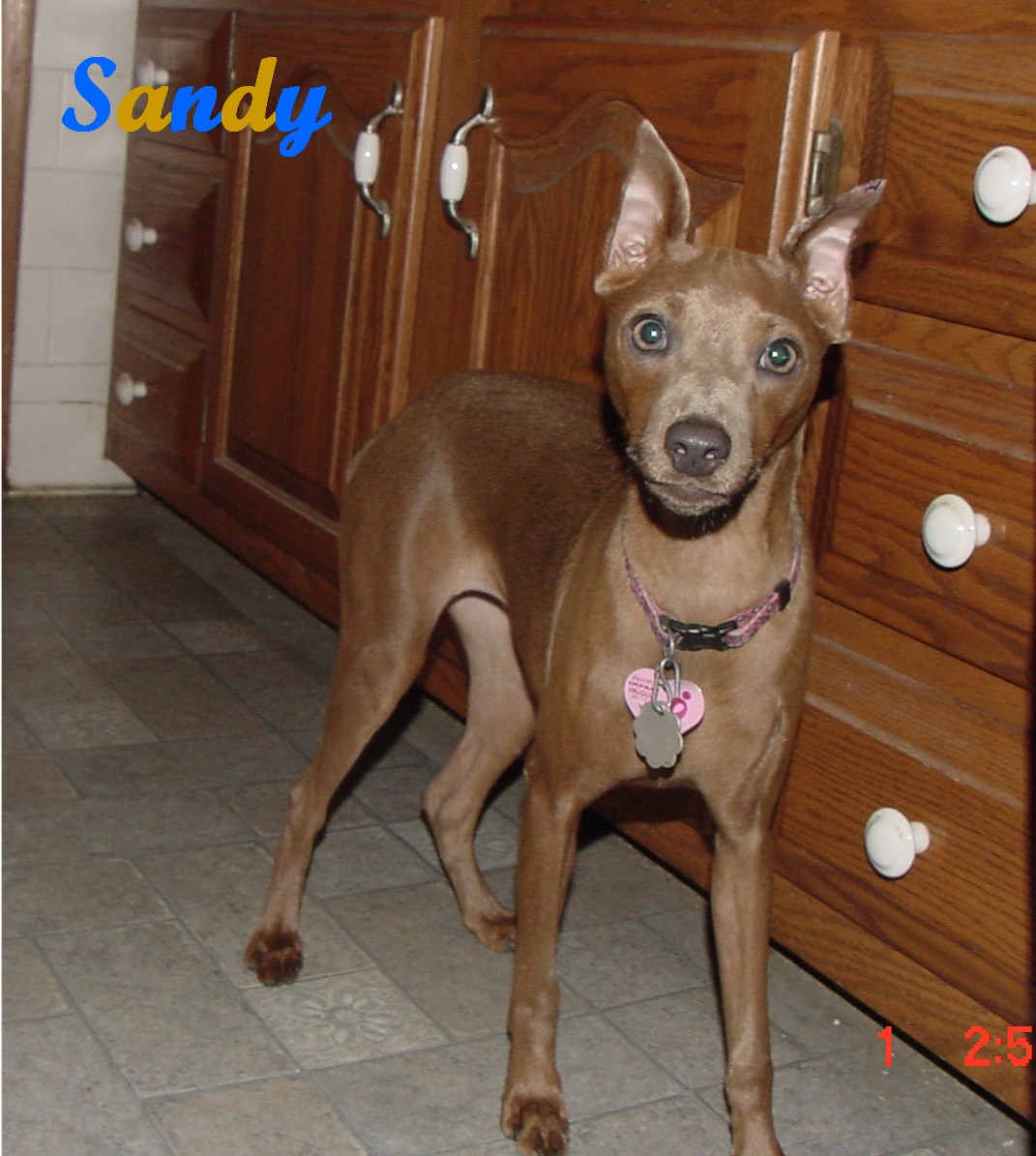 MINIATURE PINSCHER FEMALES - Wanda's