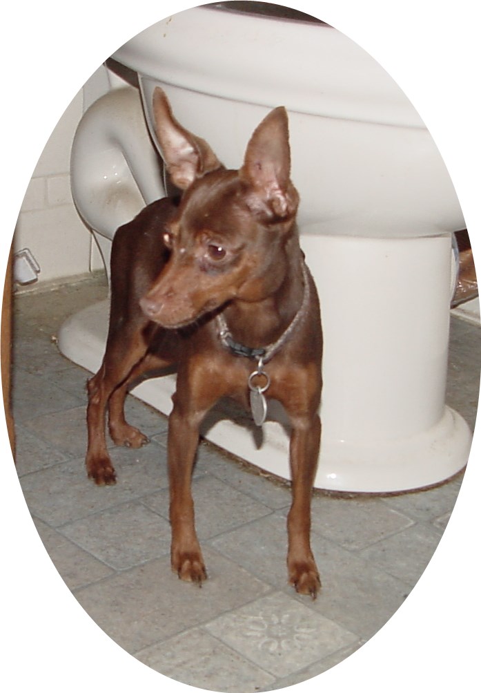 MINIATURE PINSCHER FEMALES - Wanda's
