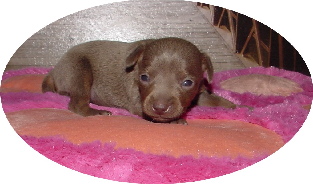 MINIATURE PINSCHER FEMALES - Wanda's