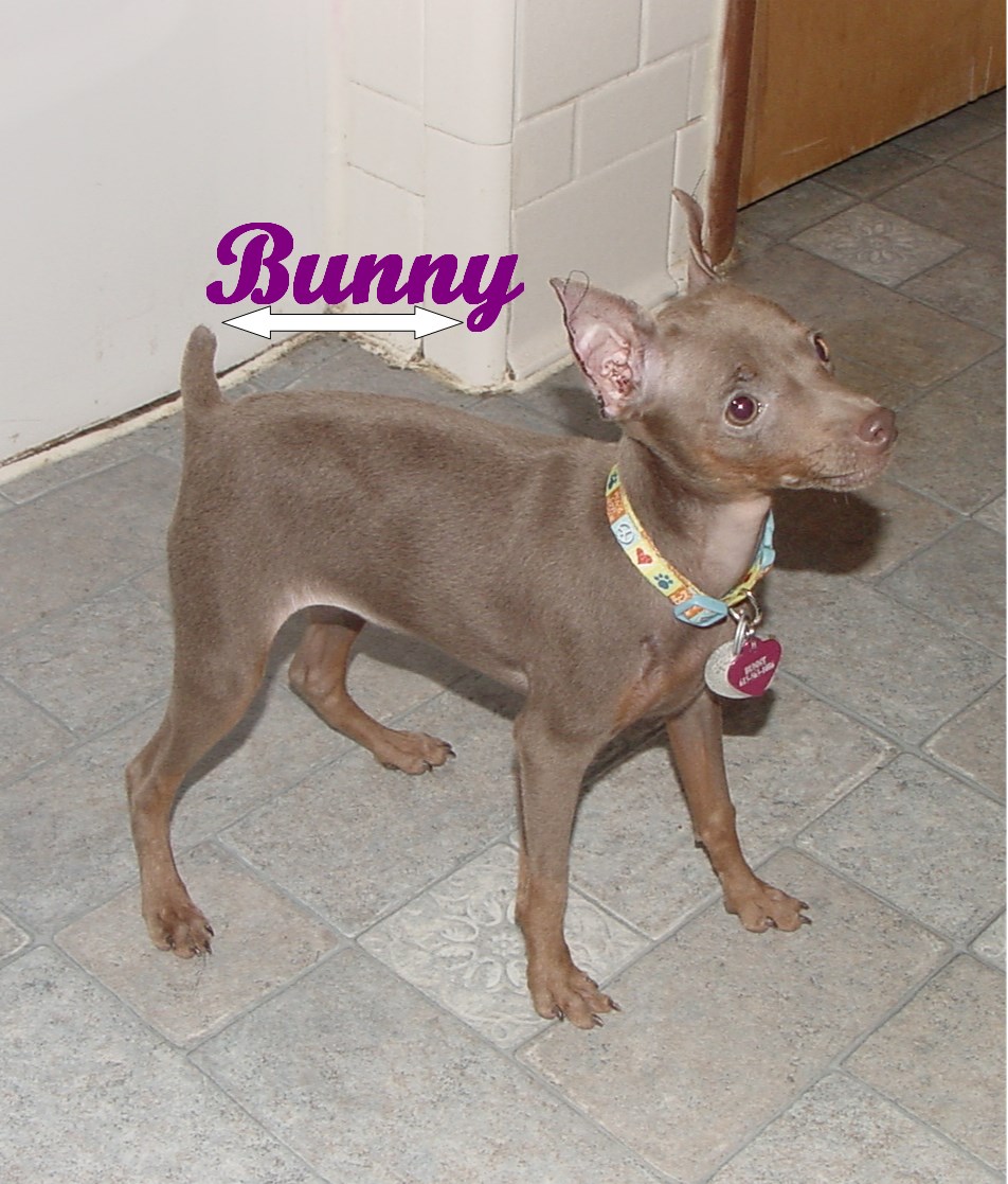 MINIATURE PINSCHER FEMALES - Wanda's