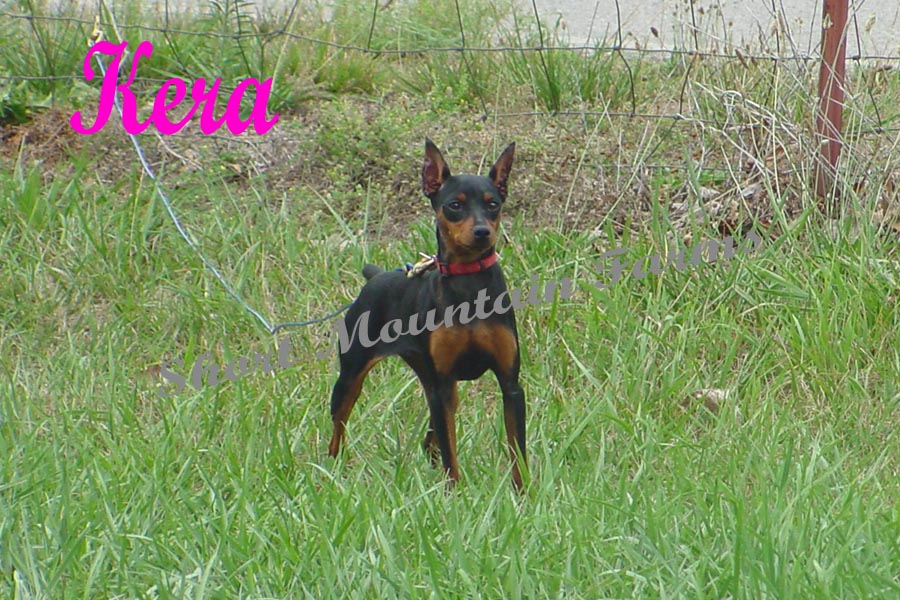 MINIATURE PINSCHER FEMALES - Wanda's
