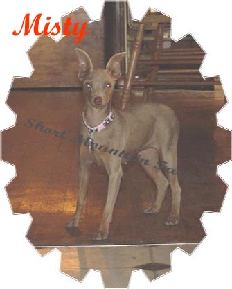 MINIATURE PINSCHER FEMALES - Wanda's