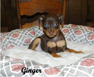 MINIATURE PINSCHER FEMALES - Wanda's