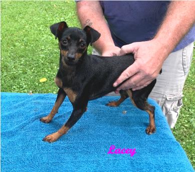 MINIATURE PINSCHER FEMALES - Wanda's