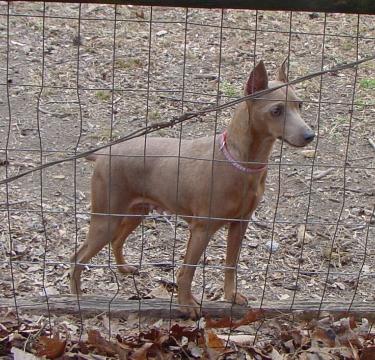 MINIATURE PINSCHER FEMALES - Wanda's