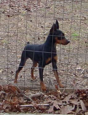 MINIATURE PINSCHER FEMALES - Wanda's