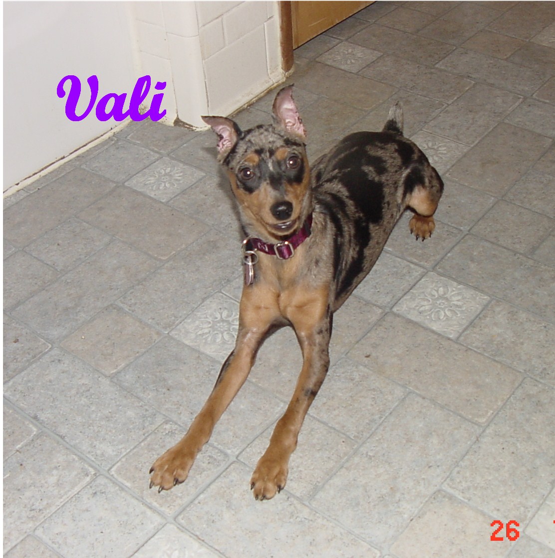 MINIATURE PINSCHER FEMALES - Wanda's