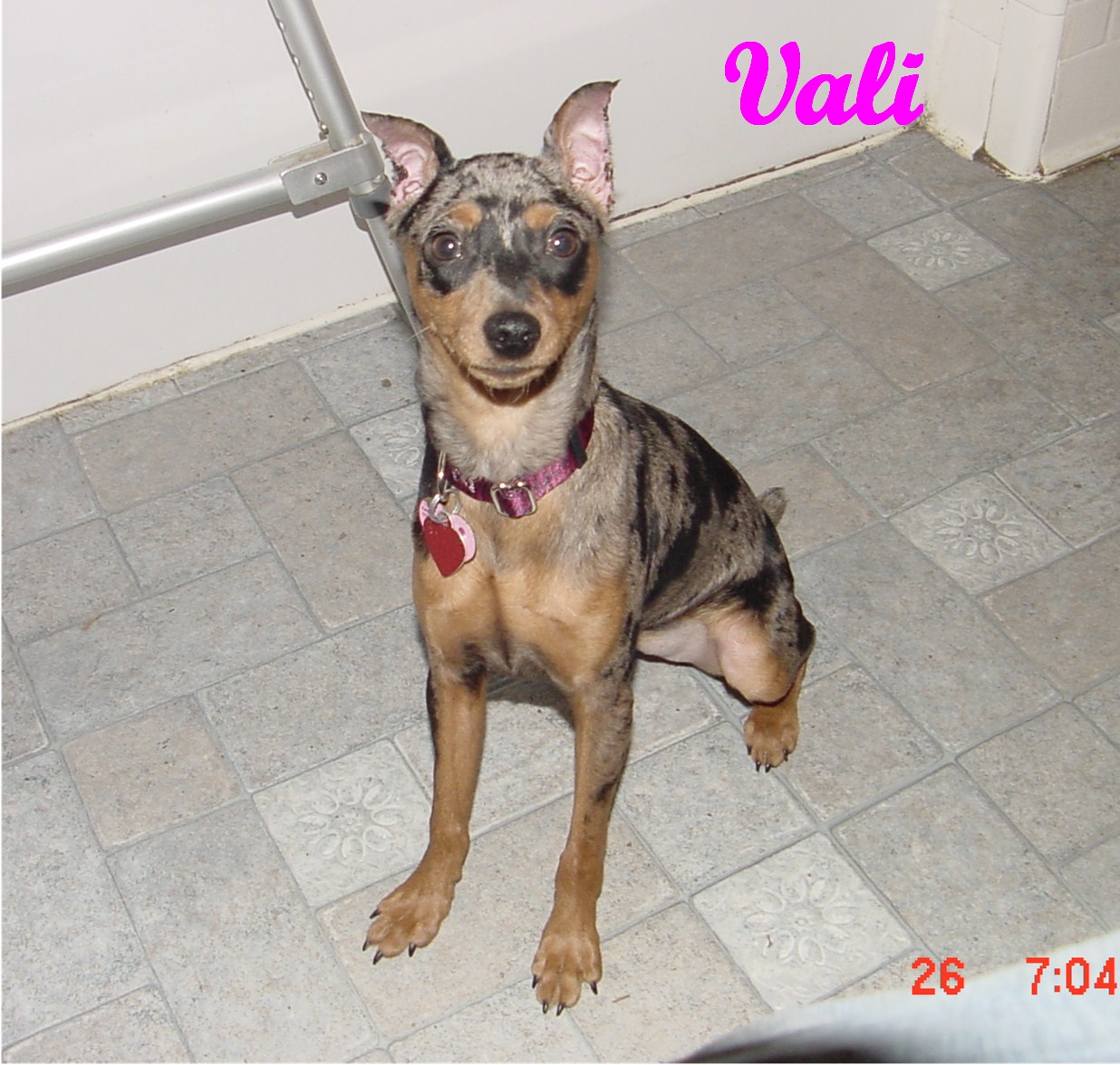 MINIATURE PINSCHER FEMALES - Wanda's