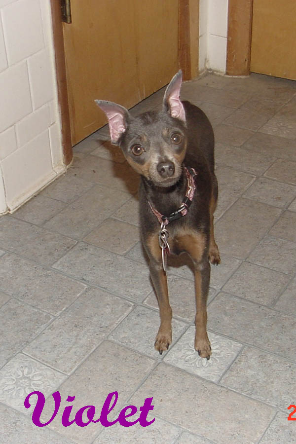 MINIATURE PINSCHER FEMALES - Wanda's